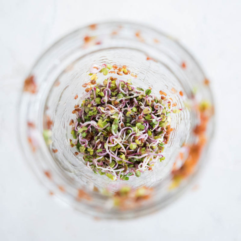 How To Grow Alfalfa Sprouts at Home - Nomss.com